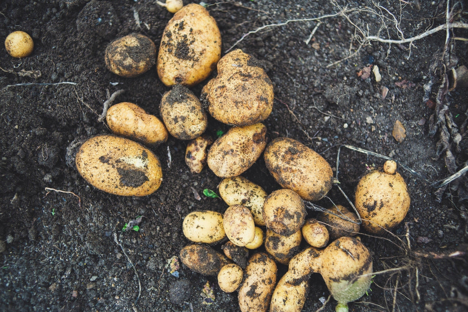 10 French potato varieties and how to cook them – The Francophone ...
